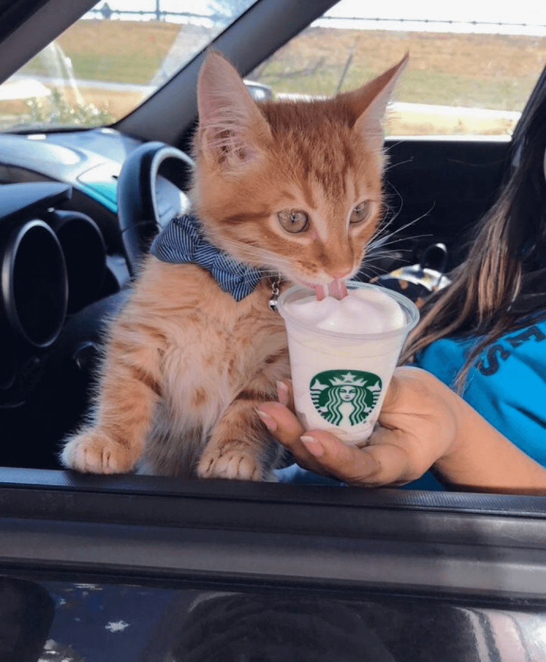 Can Cats Have Whipped Cream from Starbucks? - starbmag